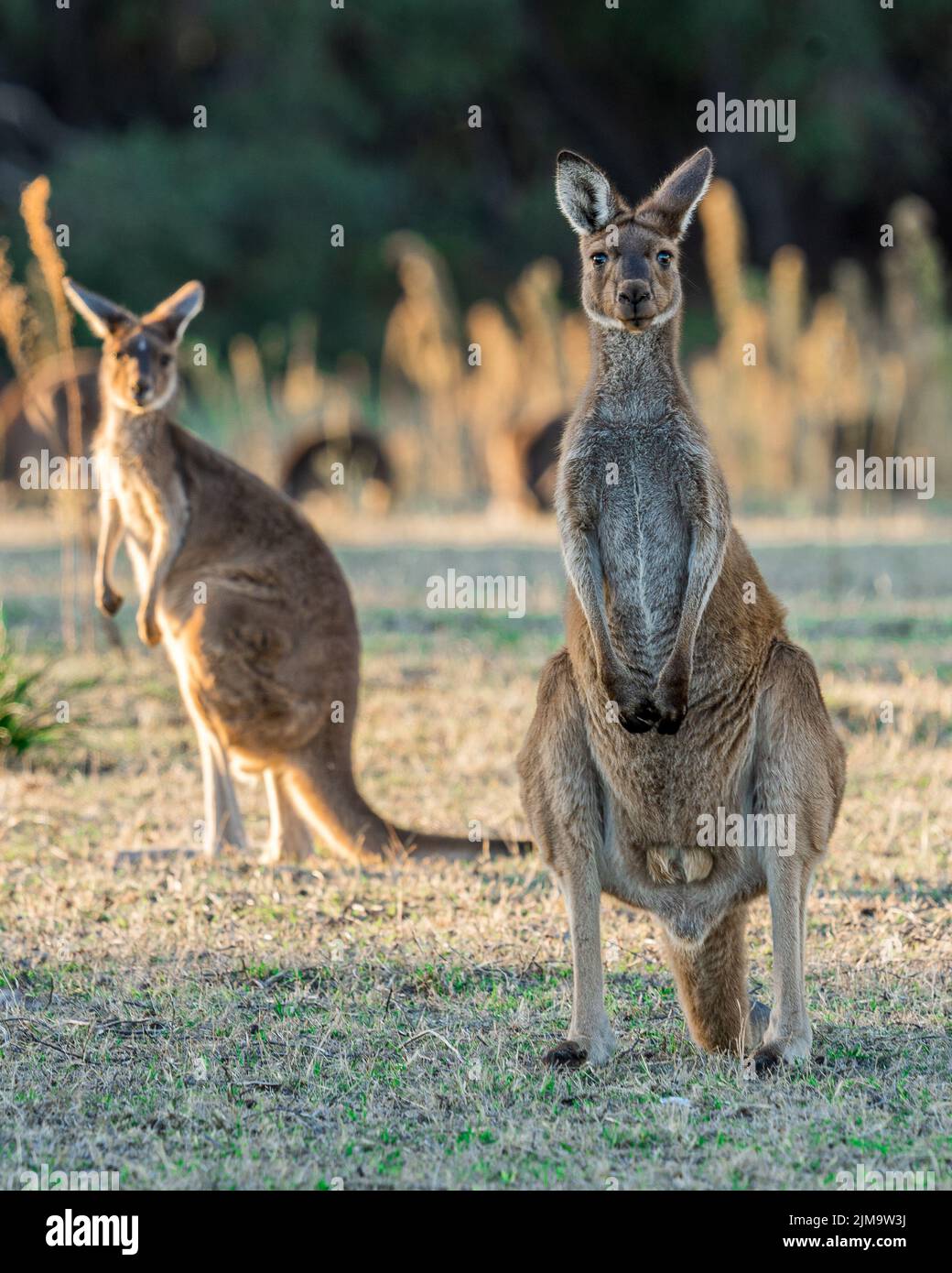 A beautiful shot of the red kangaroo animals grazing in a forest on a ...