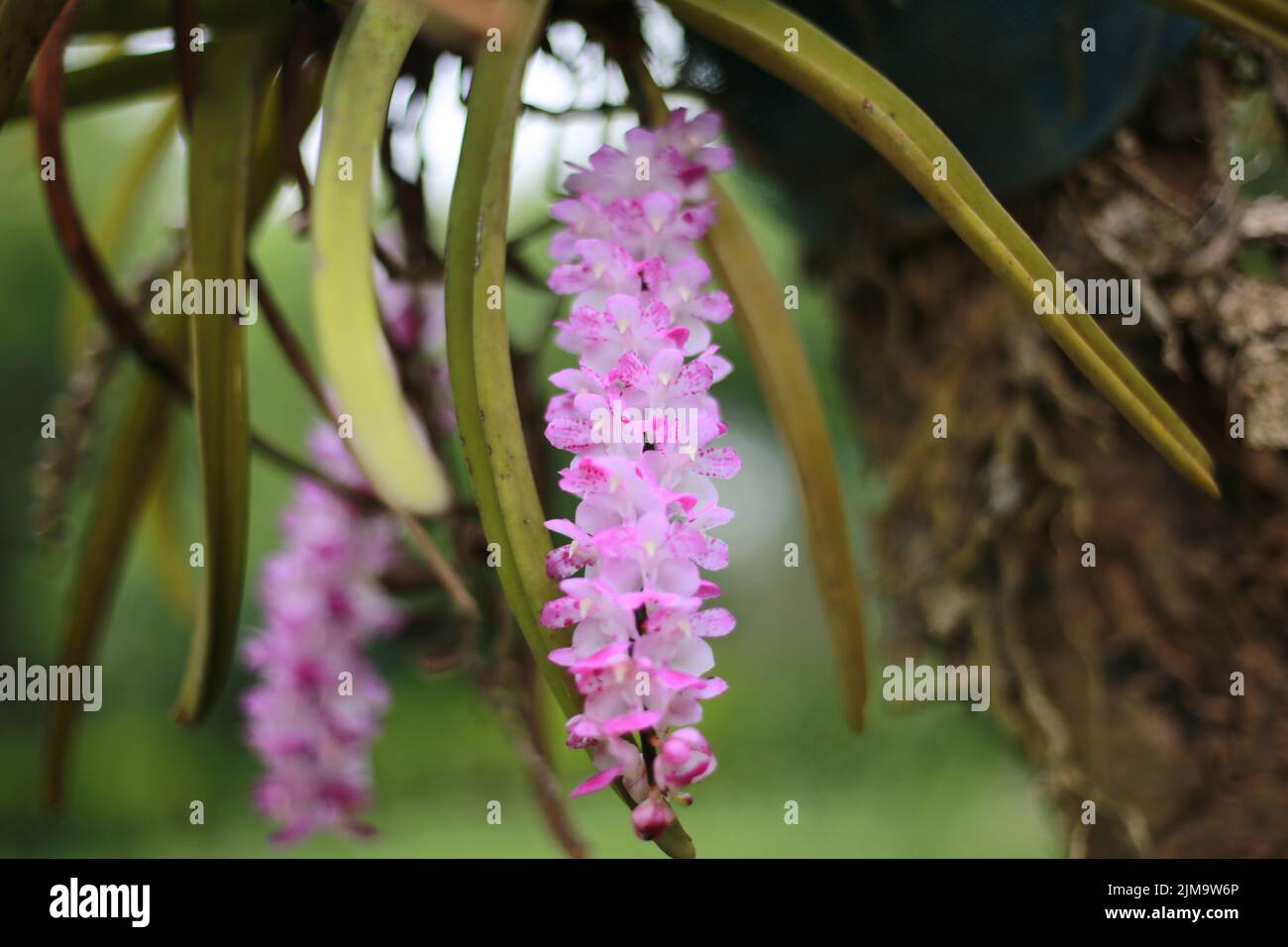 A Shallow focus of purple foxtail orchid (Rhynchostylis retusa ) plant ...