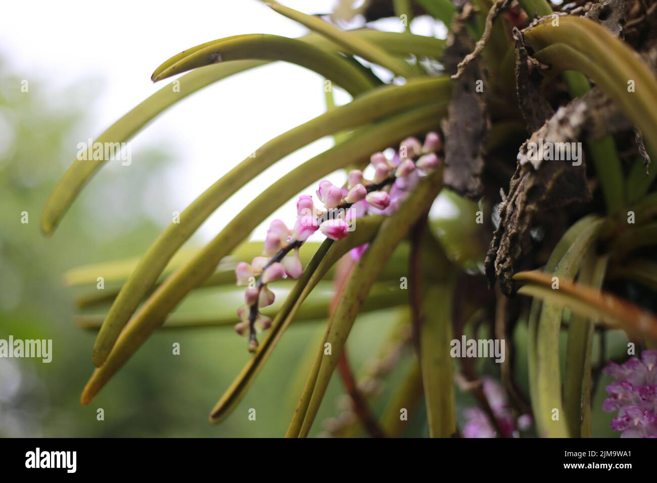 A Shallow focus of purple foxtail orchid (Rhynchostylis retusa ) plant ...