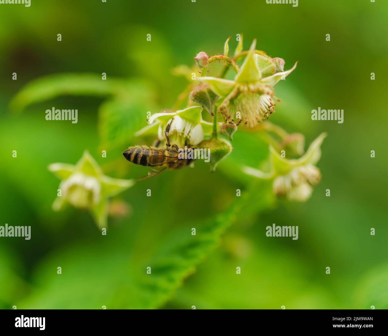 One small bee pollination flower on raspberry cane Stock Photo - Alamy