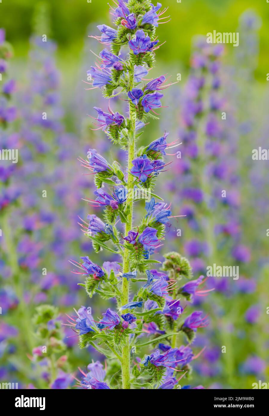 Vipers bugloss plant hi-res stock photography and images - Alamy