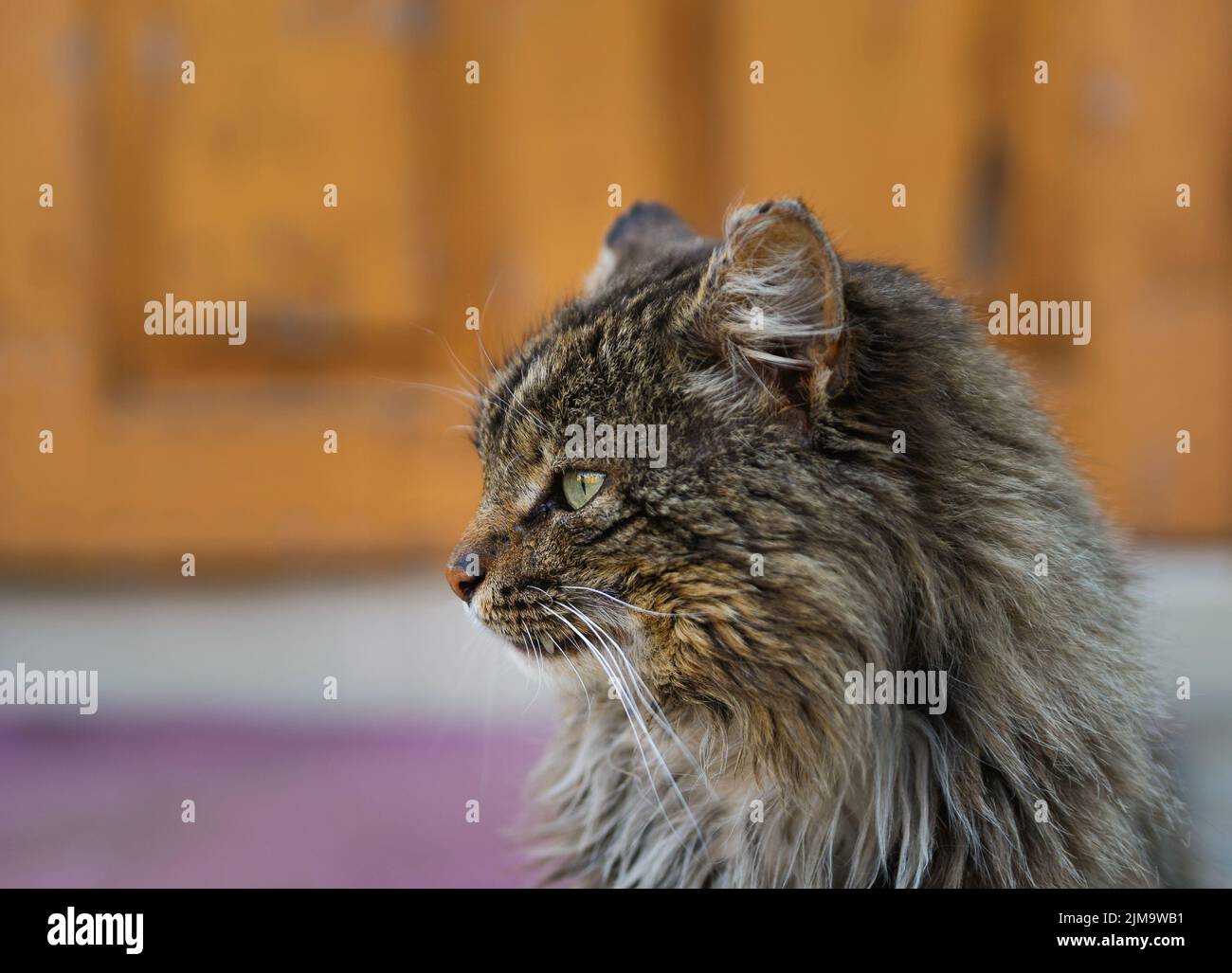 Domestic wild cat hi-res stock photography and images - Alamy