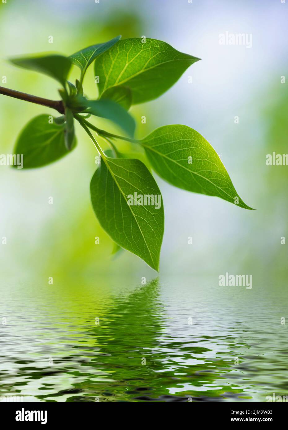 Green lush foliage of tree on a blur backgrounds Stock Photo - Alamy