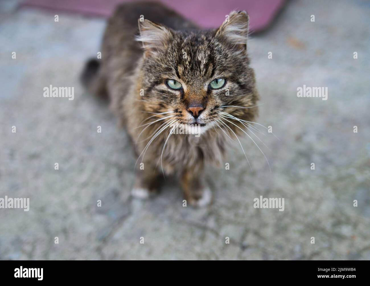 Dishevelled cat hi-res stock photography and images - Alamy