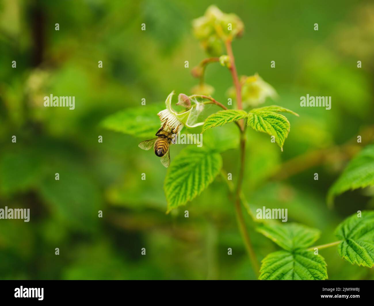 One small bee pollination flower on raspberry cane Stock Photo - Alamy