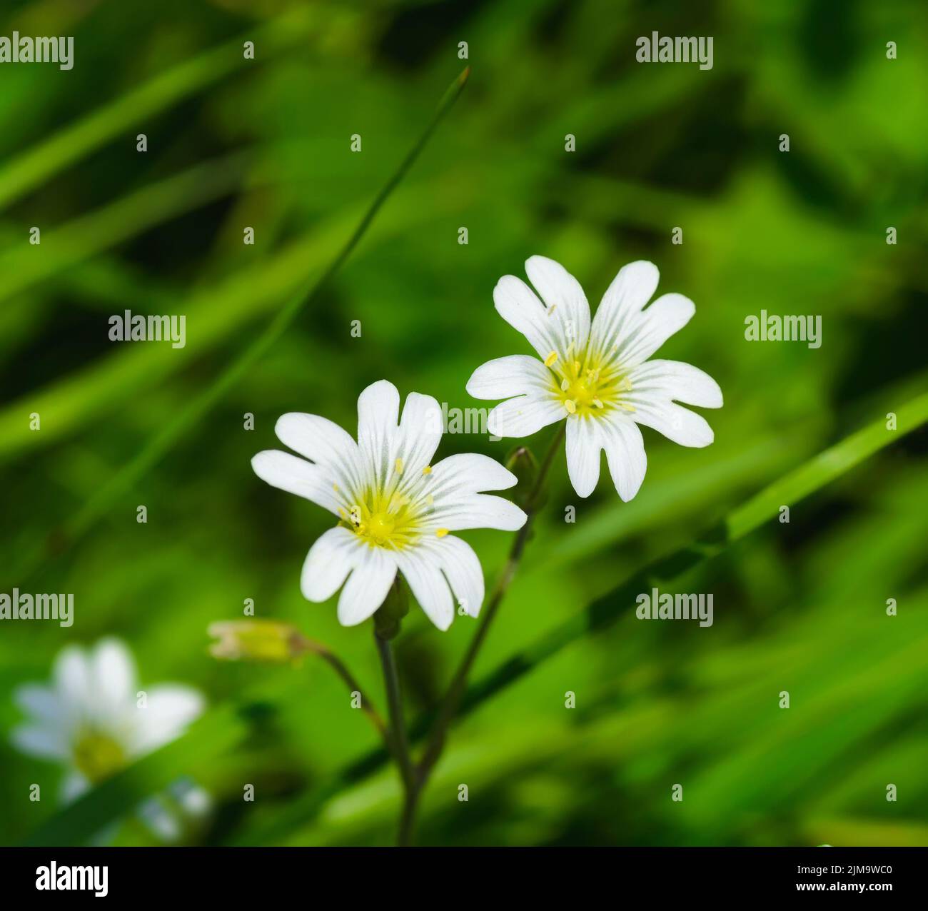 Spring flowers open hi-res stock photography and images - Alamy