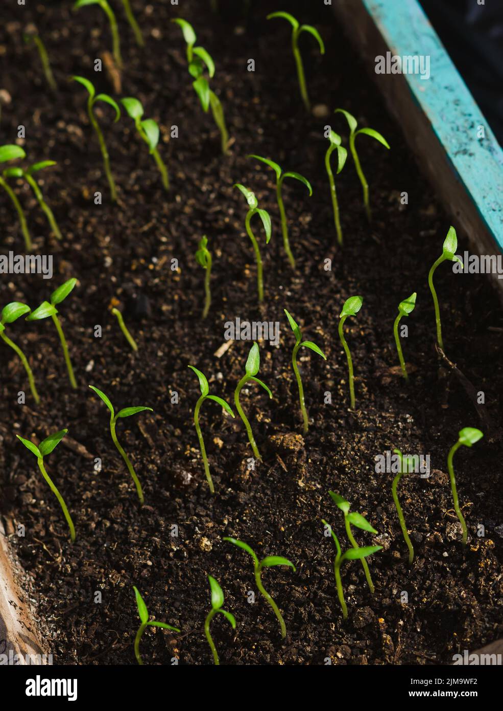 Growing new pepper seedlings in a wood box Stock Photo - Alamy