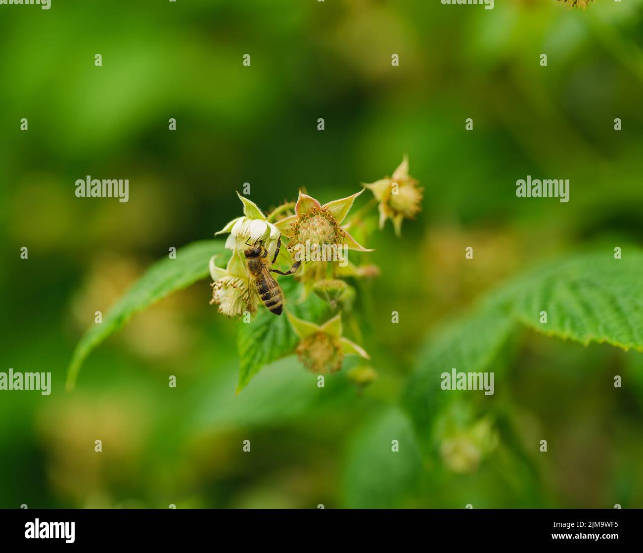 One small bee pollination flower on raspberry cane Stock Photo - Alamy