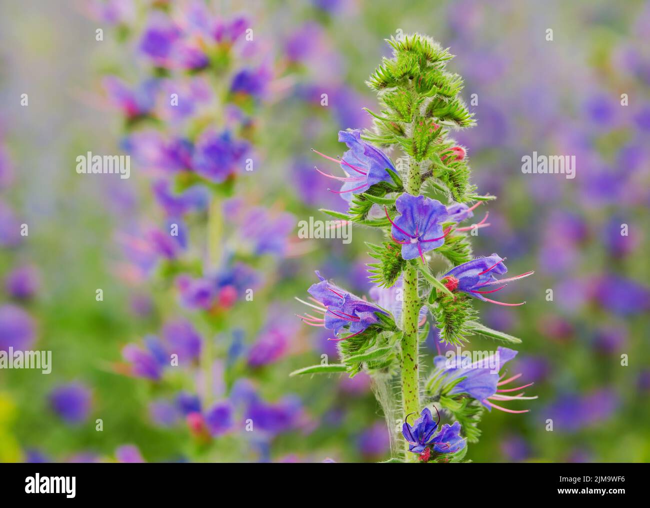 Viper's bugloss plant (Echium vulgare Stock Photo - Alamy