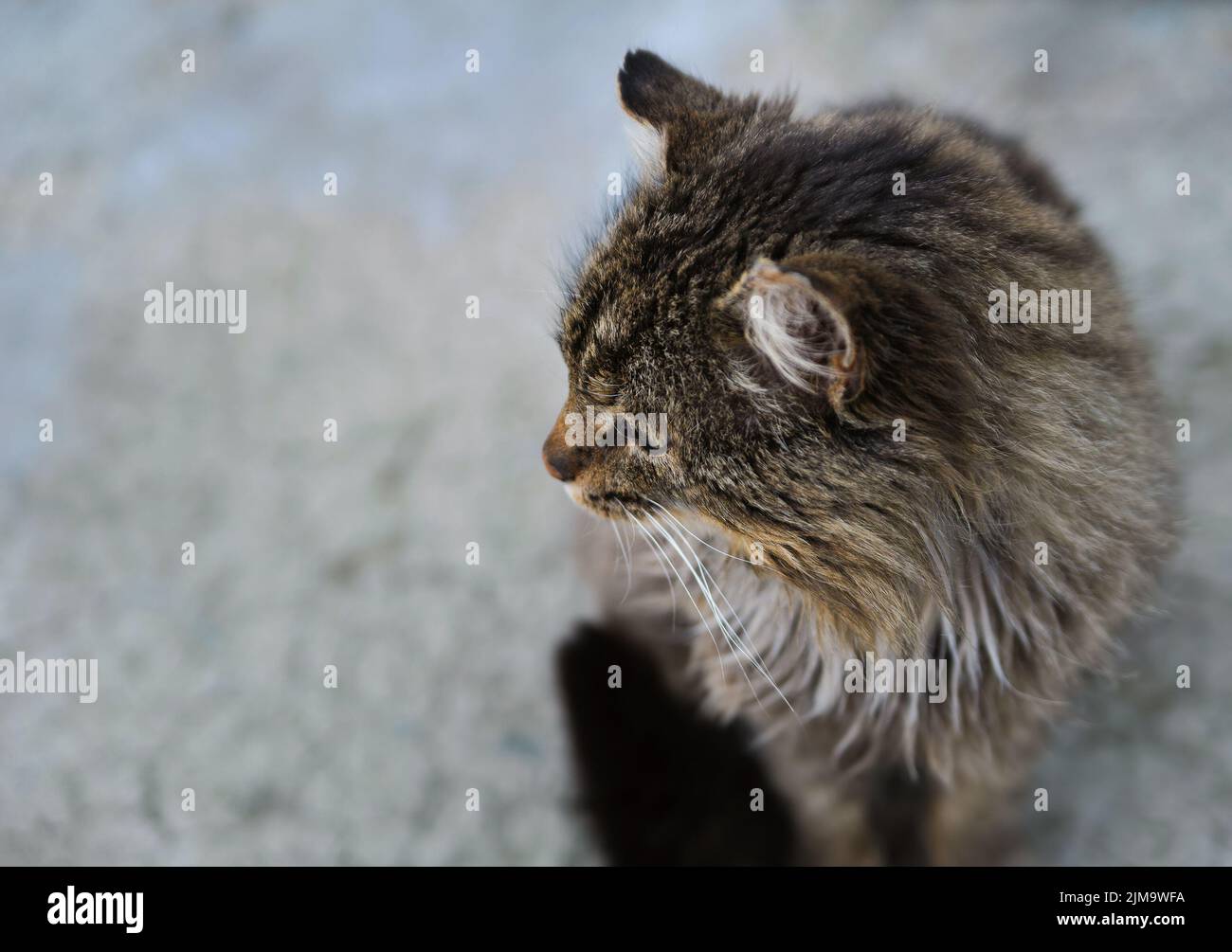 Dishevelled cat hi-res stock photography and images - Alamy