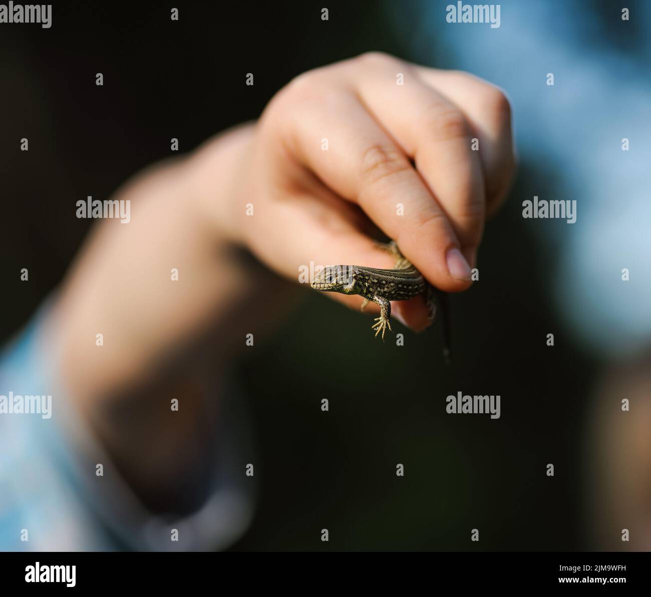 Kid hand holding a brown lizard Stock Photo - Alamy