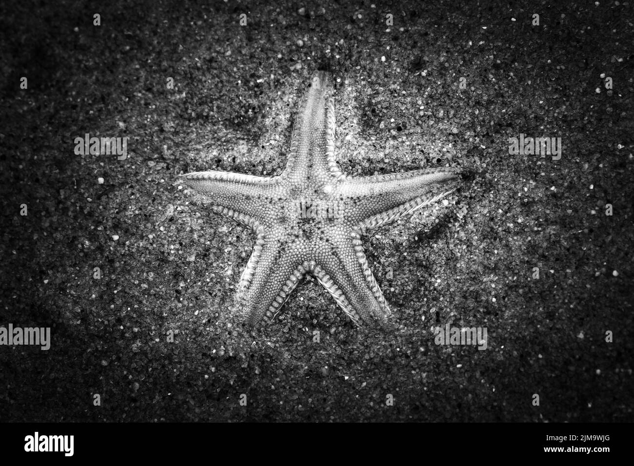 A top view grayscale shot of Astropecten animal on a sand Stock Photo ...