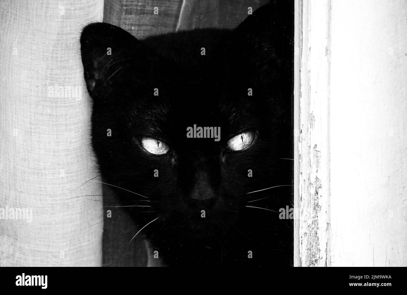 Scary Black Cat In The Dark