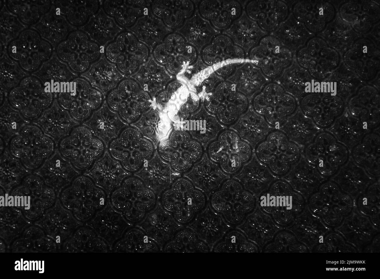 A grayscale shot of a white, outline print of a lizard on a glass Stock ...
