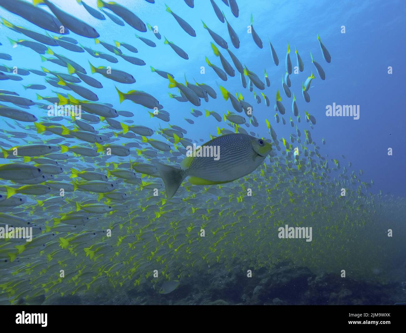 A shoal of streaked spinefoot fish captured while diving near Phi Phi ...