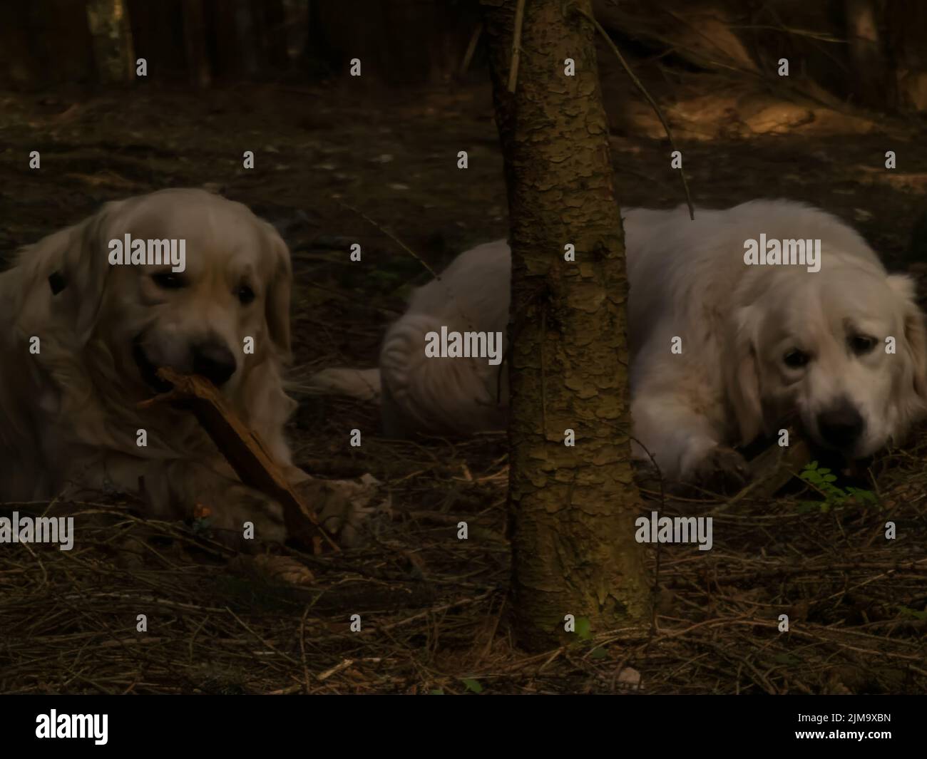 The two golden retrievers lying on the ground Stock Photo - Alamy