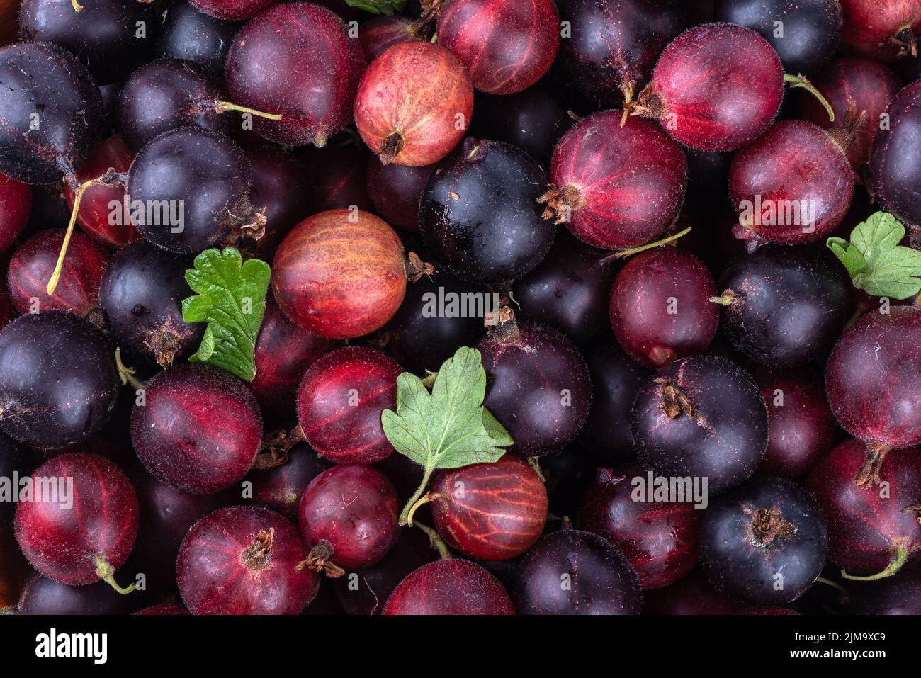 Full frame of fresh ripe red gooseberries as background. Gooseberry lat ...