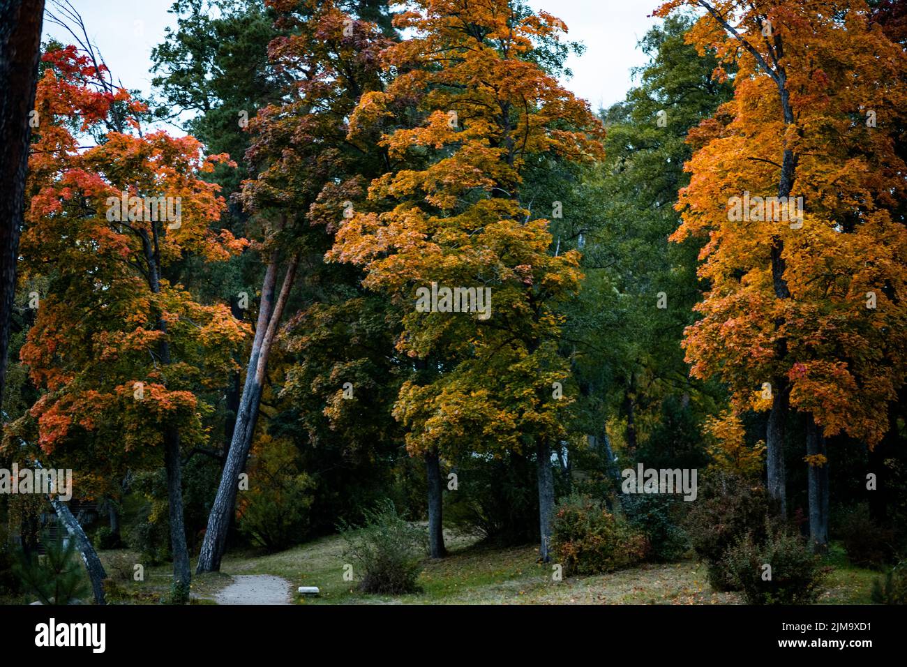A view of the trees in the forest on an autumn day Stock Photo - Alamy