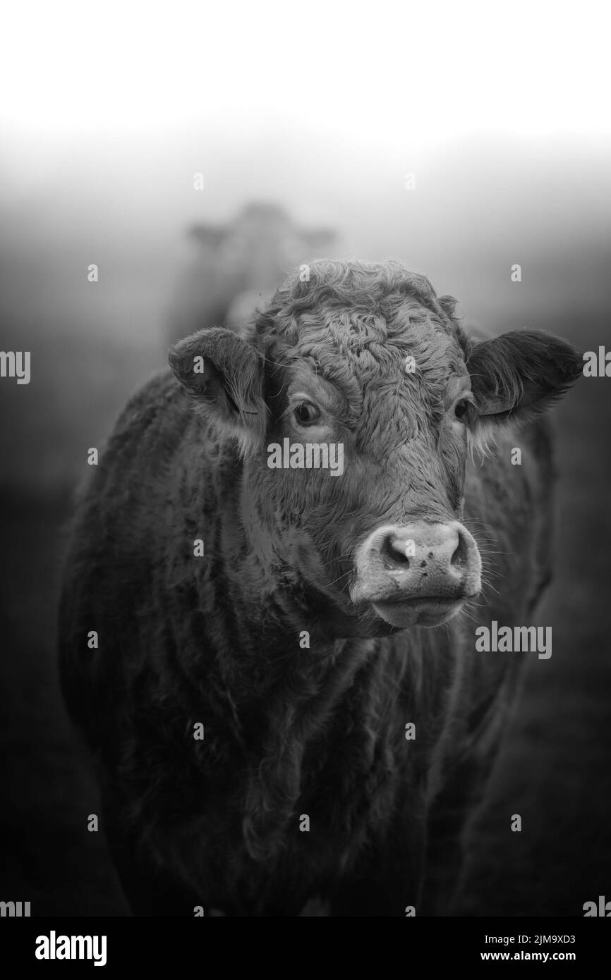 Limousin cow breed Black and White Stock Photos & Images - Alamy