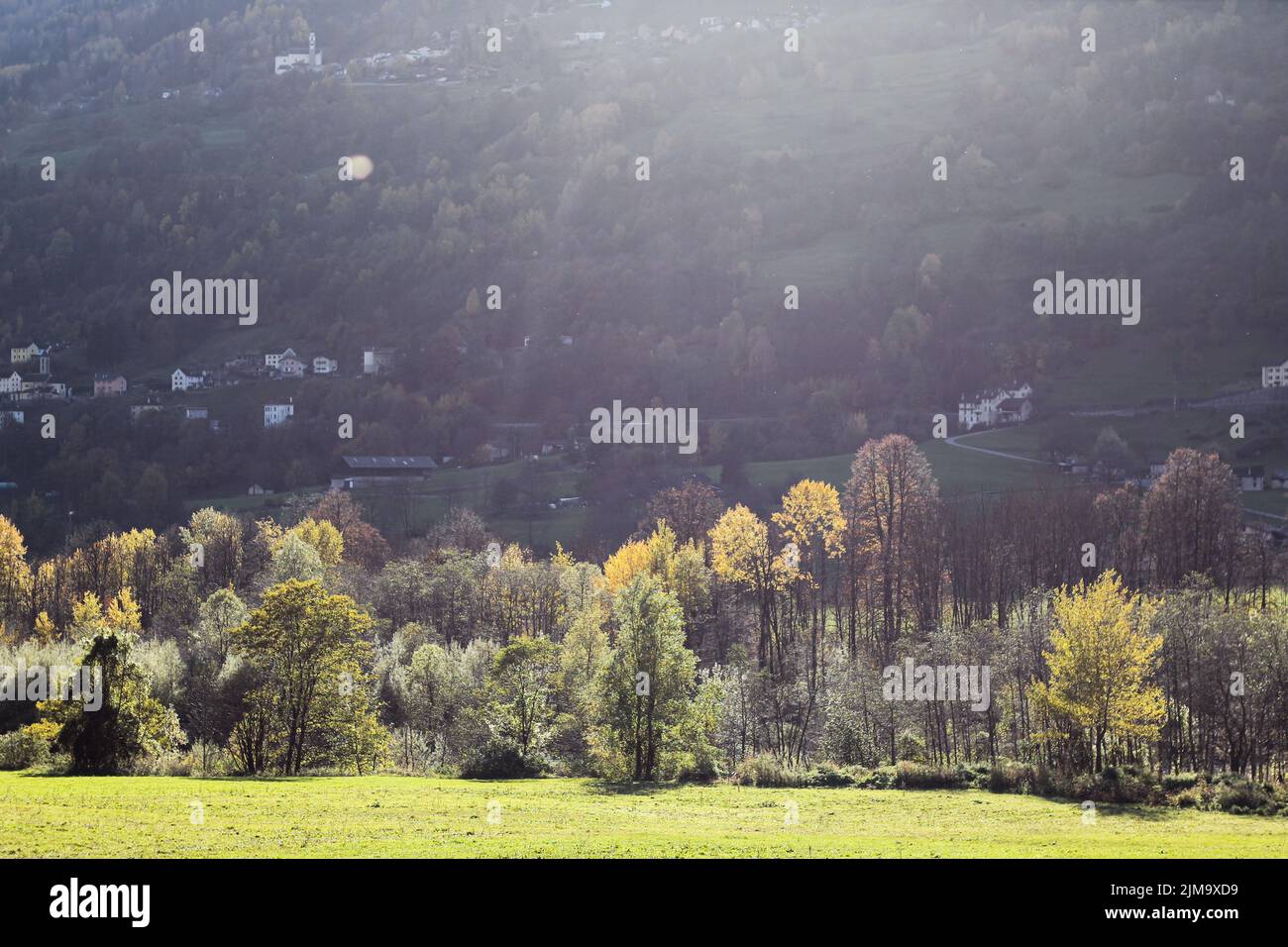 A forest with colorful trees near a hill under the sunlight Stock Photo ...