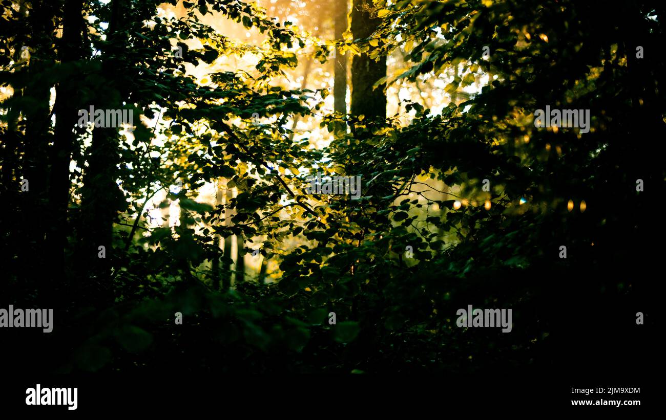 A beautiful forest view early in the morning during sunrise - perfect ...