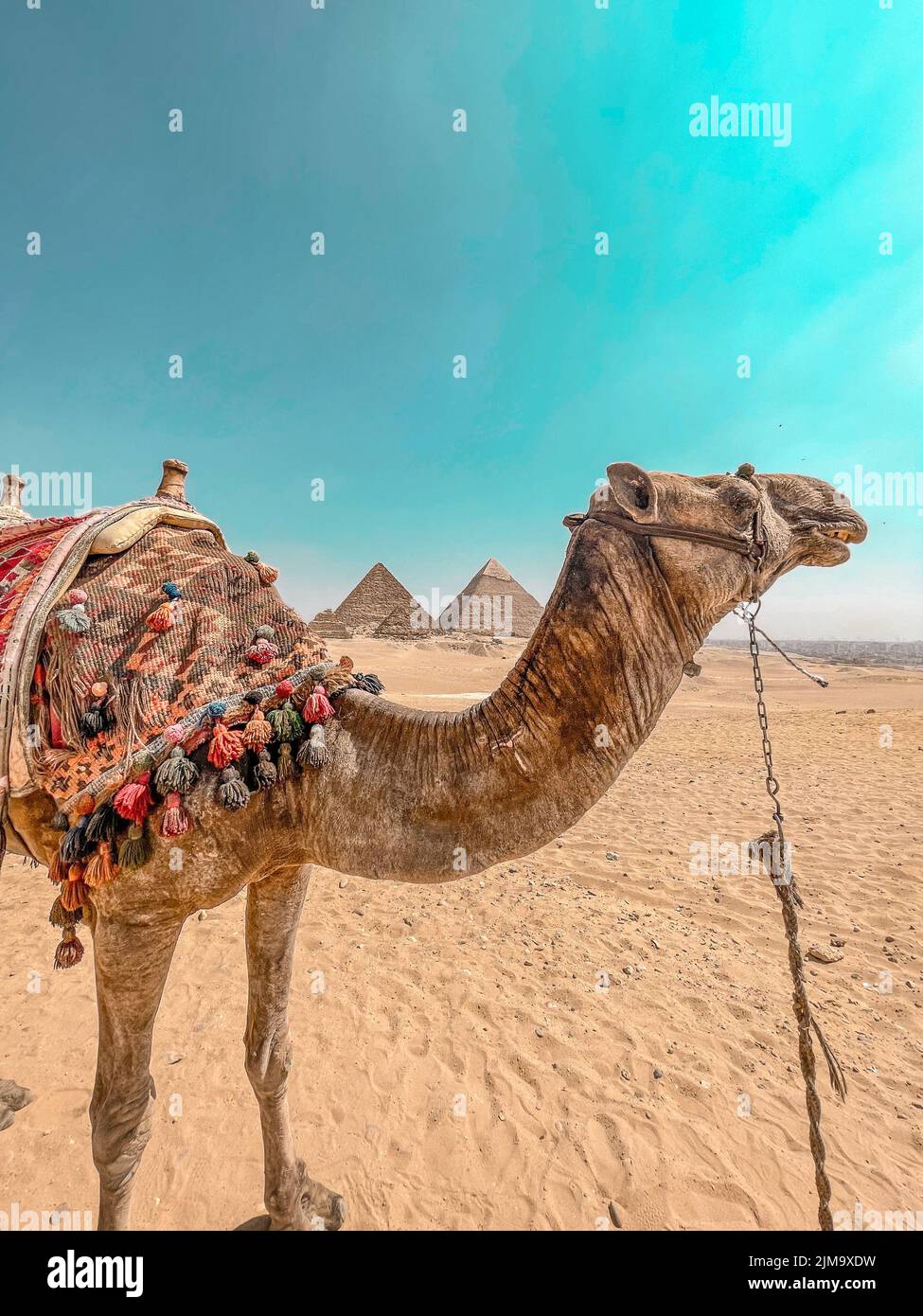 A vertical closeup of a camel against the Giza pyramids in Cairo, Egypt ...