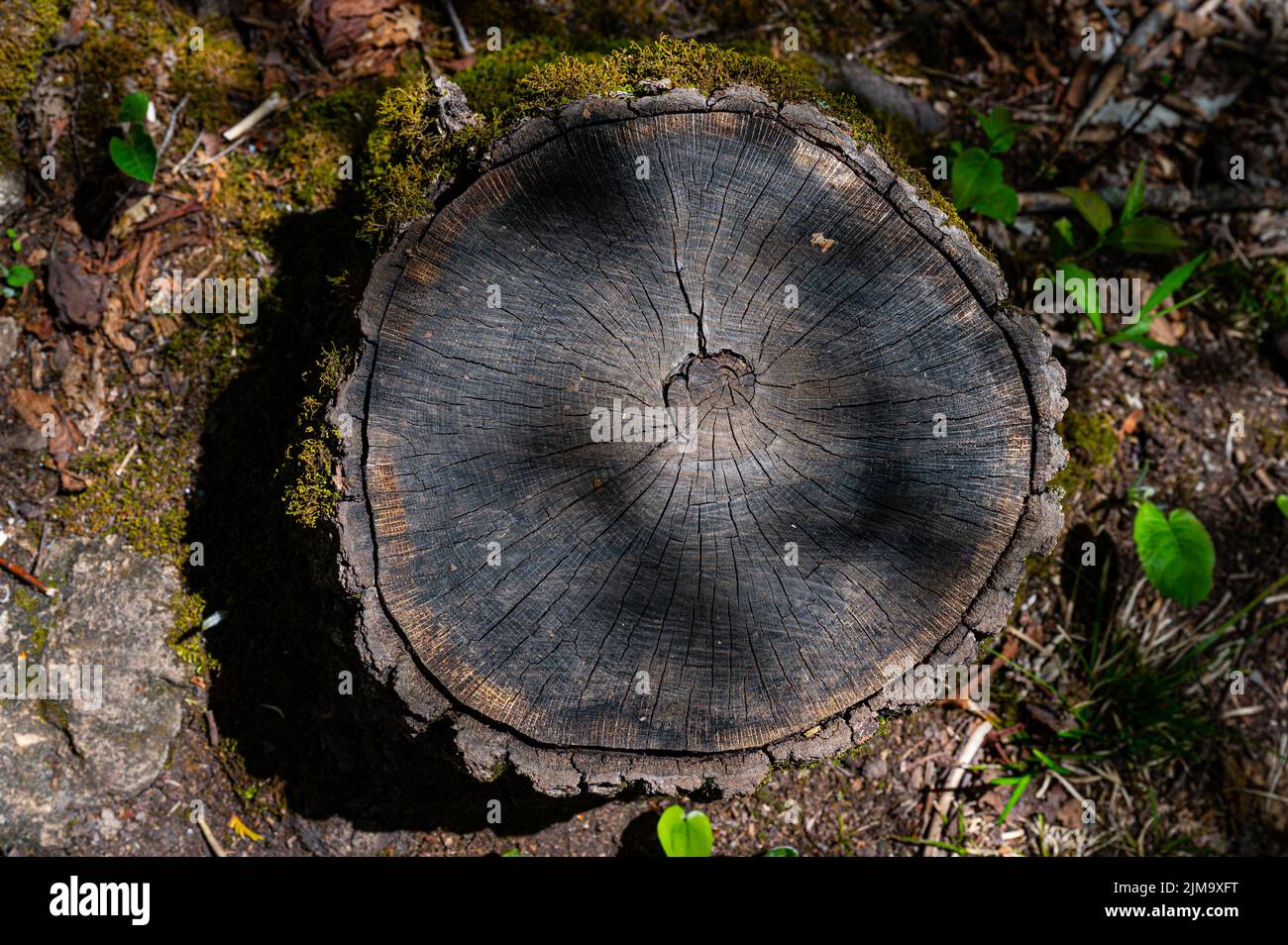 A closeup of a sectioned tree trunk in a forest with leaves shadow ...