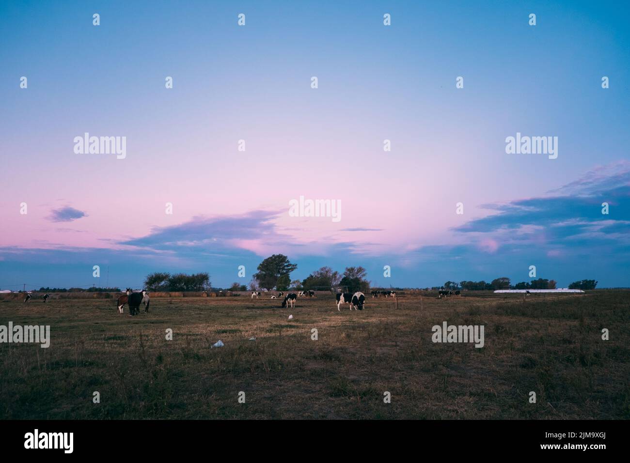 Cows grazing on a field at summer evening. Beautiful sunset pink purple ...