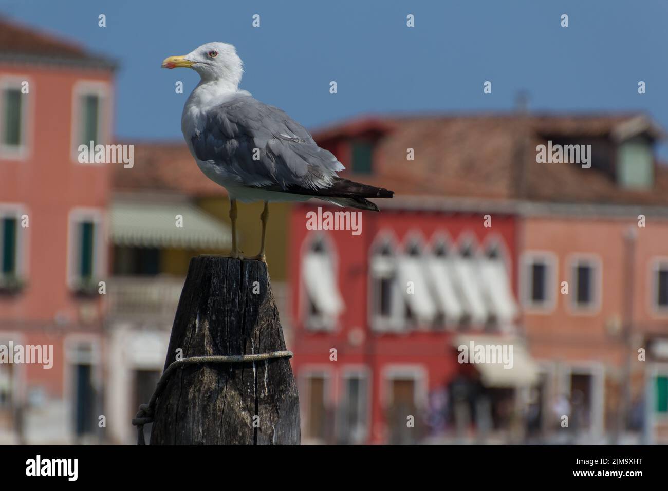 A selective focus of a seagull on a wooden perch on a background of ...