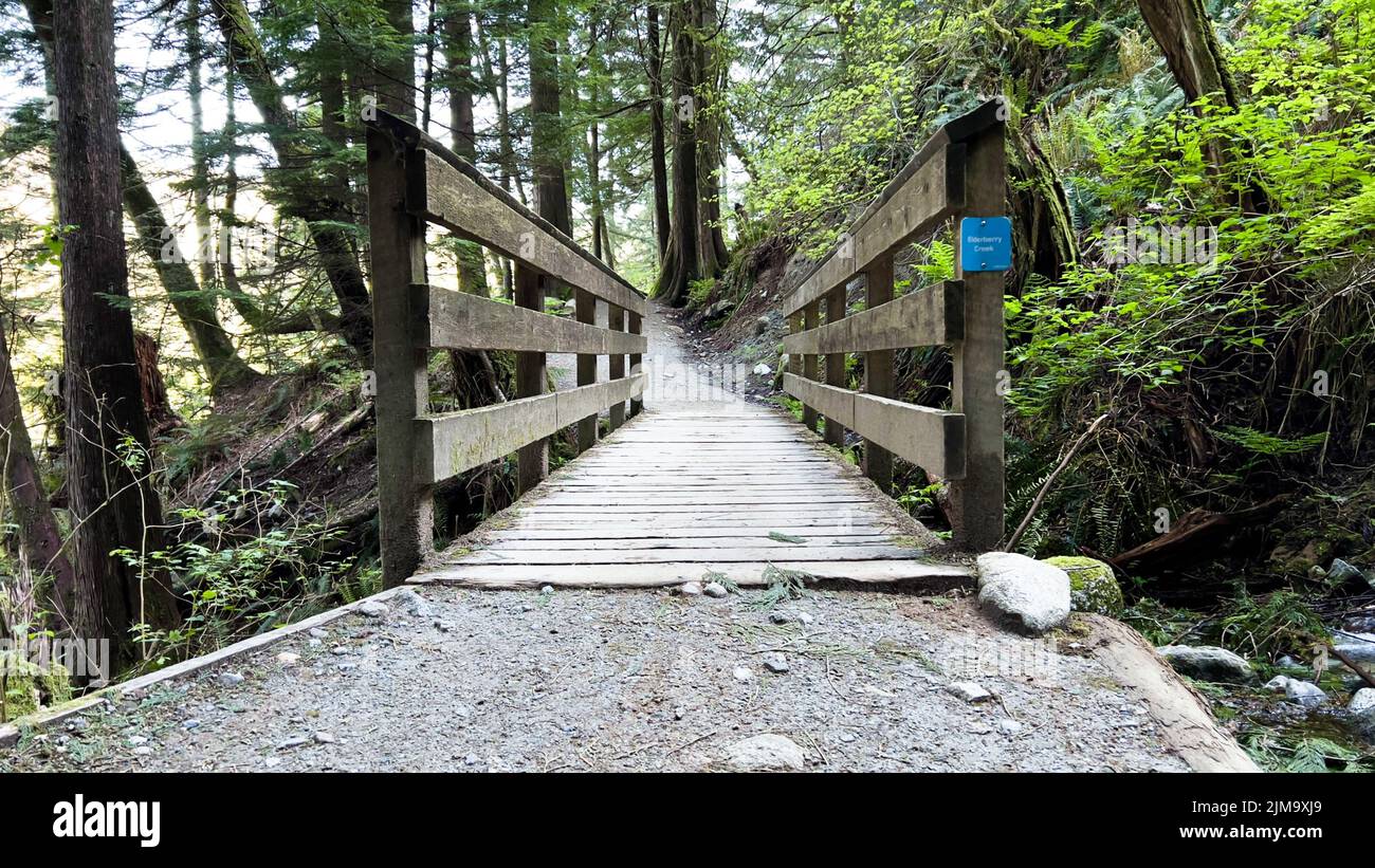 A view of wooden bridge in green wild forest Stock Photo - Alamy