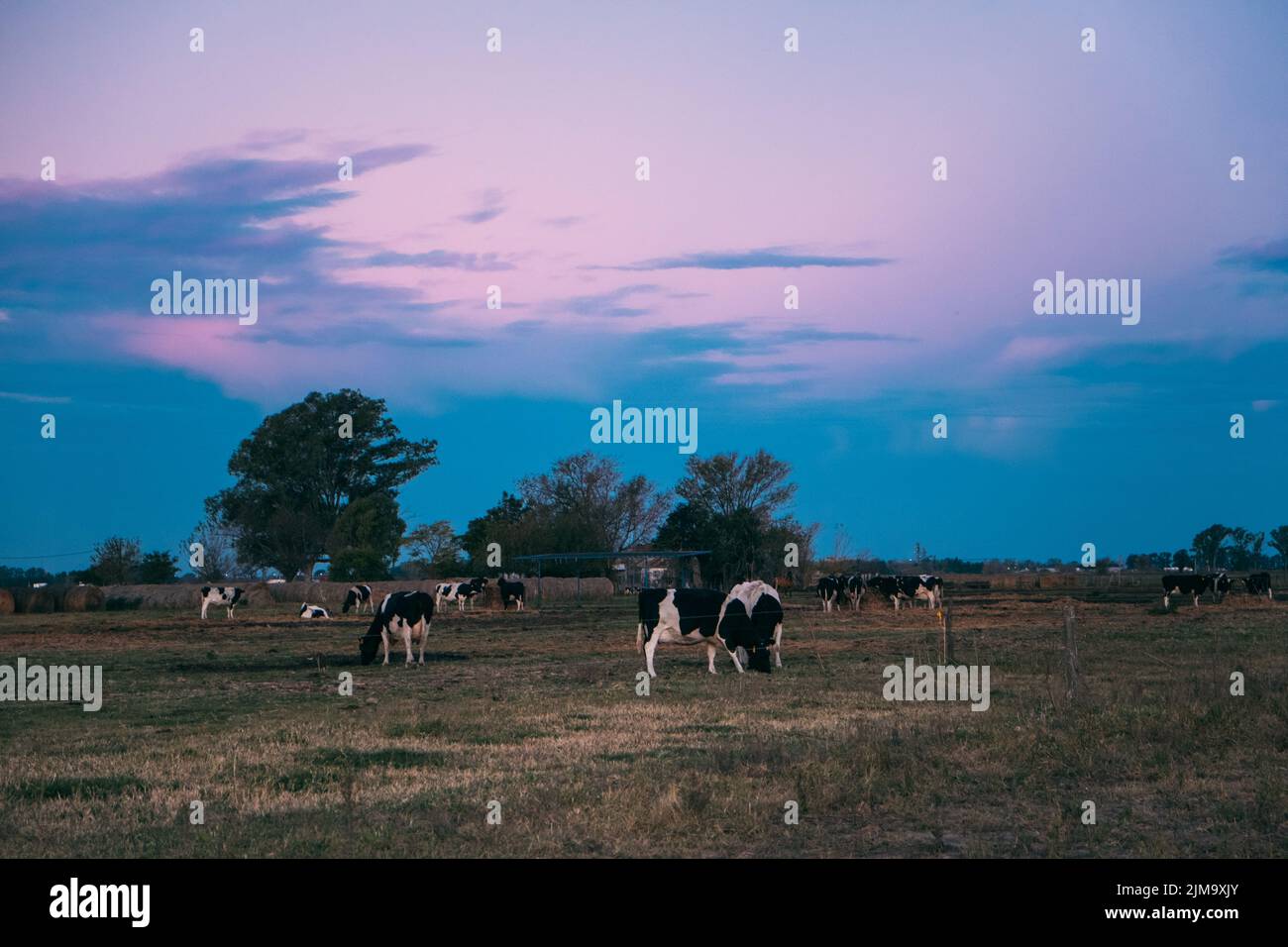 Cows grazing on a field at summer evening. Beautiful sunset pink purple ...