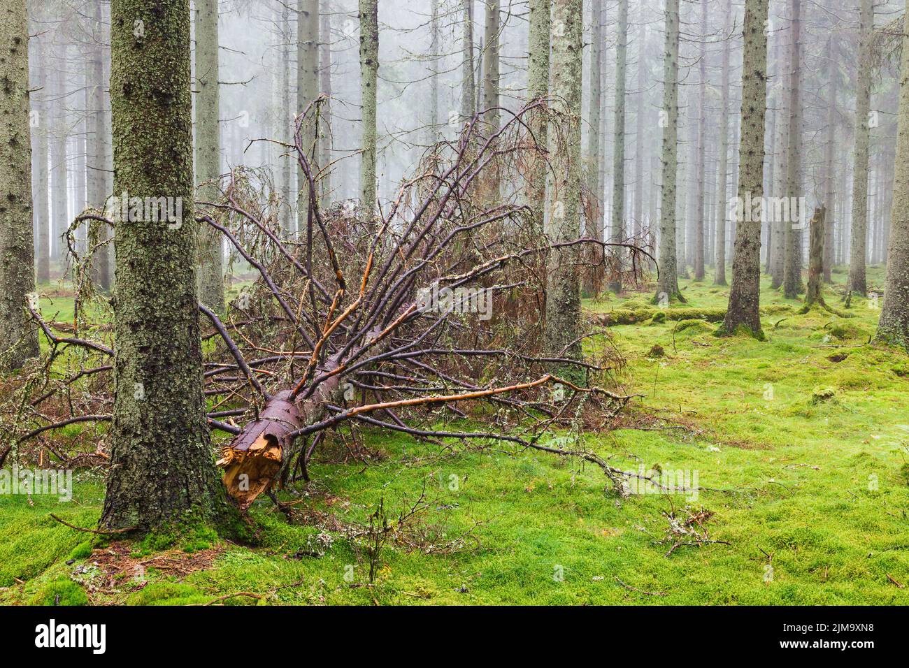 Tree trunks at a glade in the forest hi-res stock photography and ...