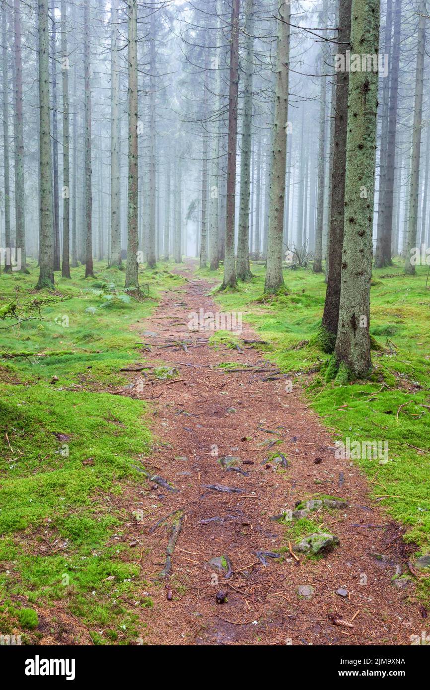 Footpath in a misty spruce forest Stock Photo - Alamy