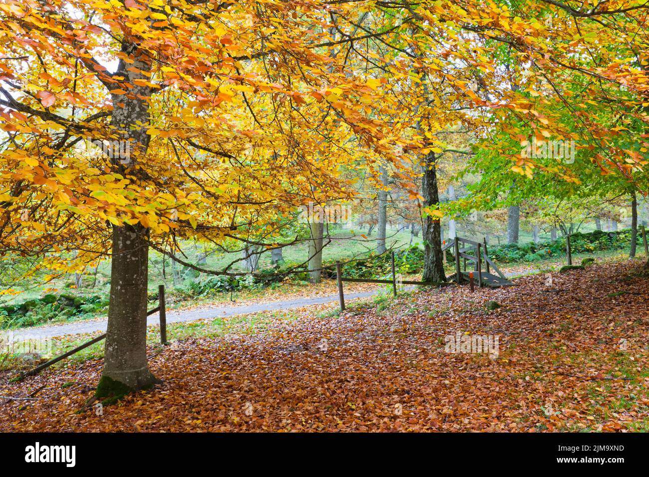 Autumn in a tree grove Stock Photo - Alamy