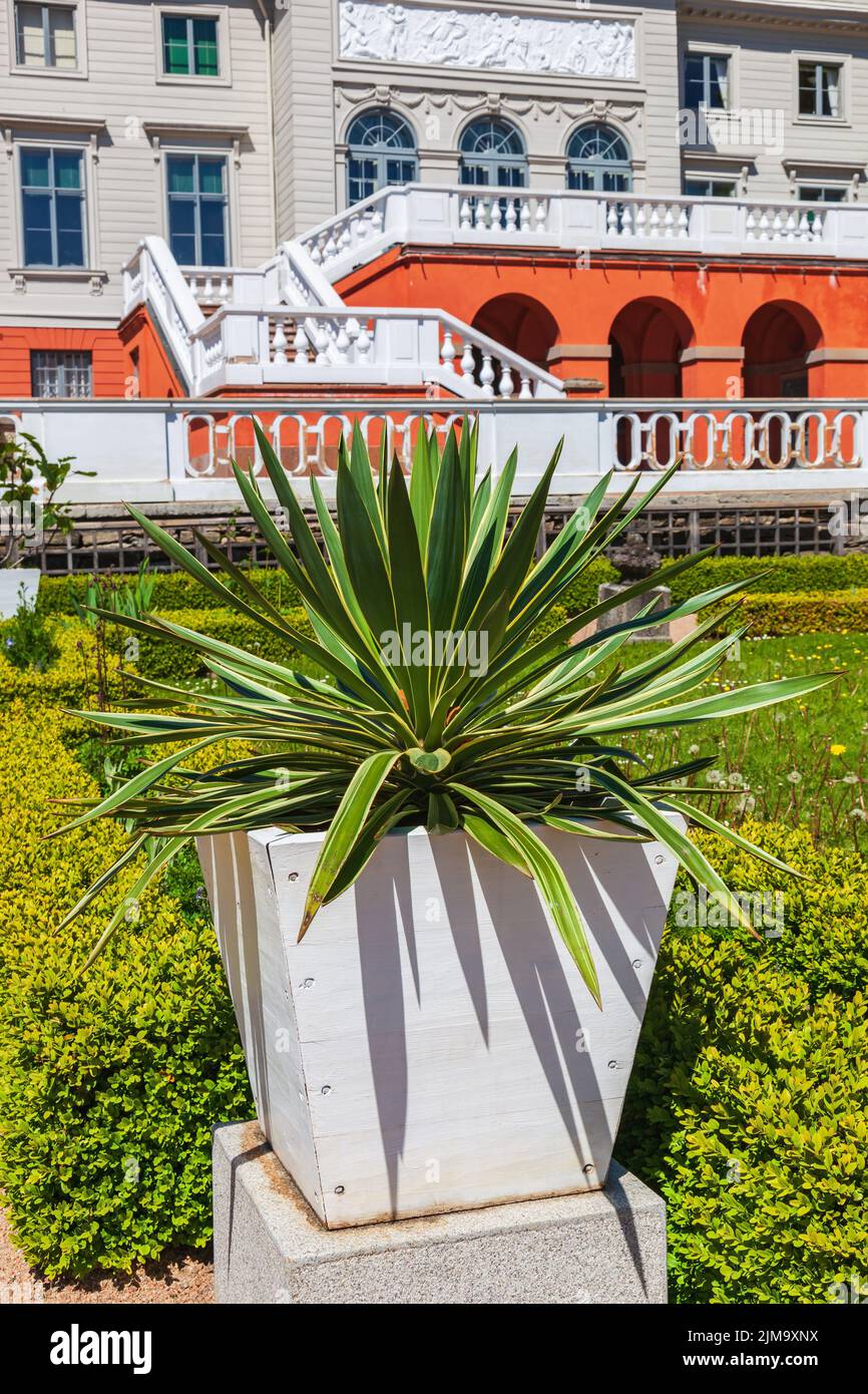 Potted plant in a castle garden Stock Photo - Alamy