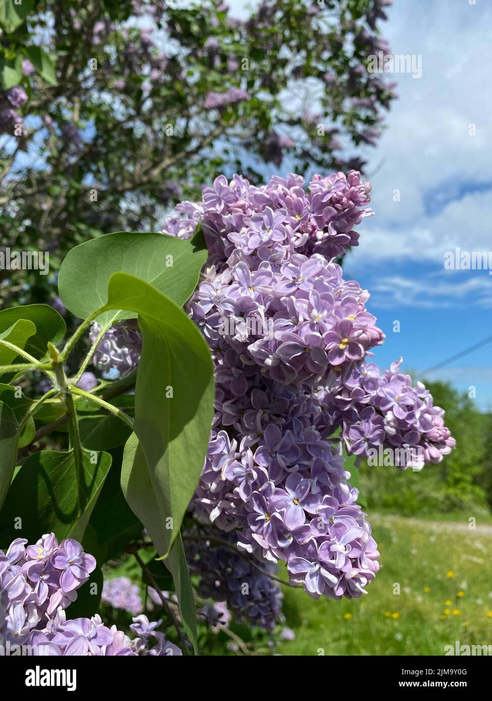 The fragrant purple lilacs in the garden Stock Photo - Alamy