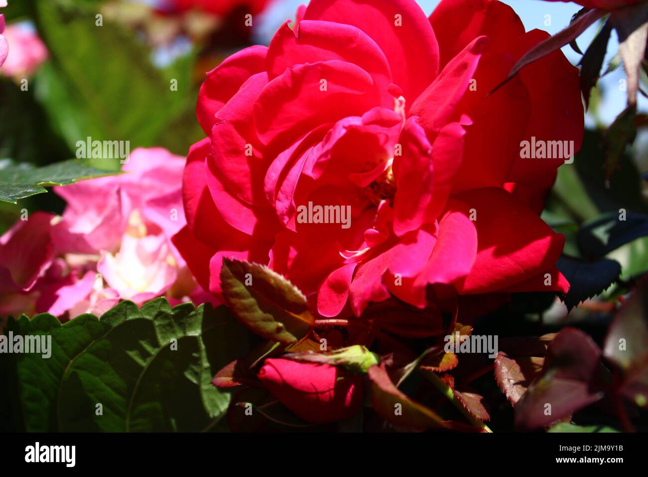 Pink hydrangia hi-res stock photography and images - Alamy
