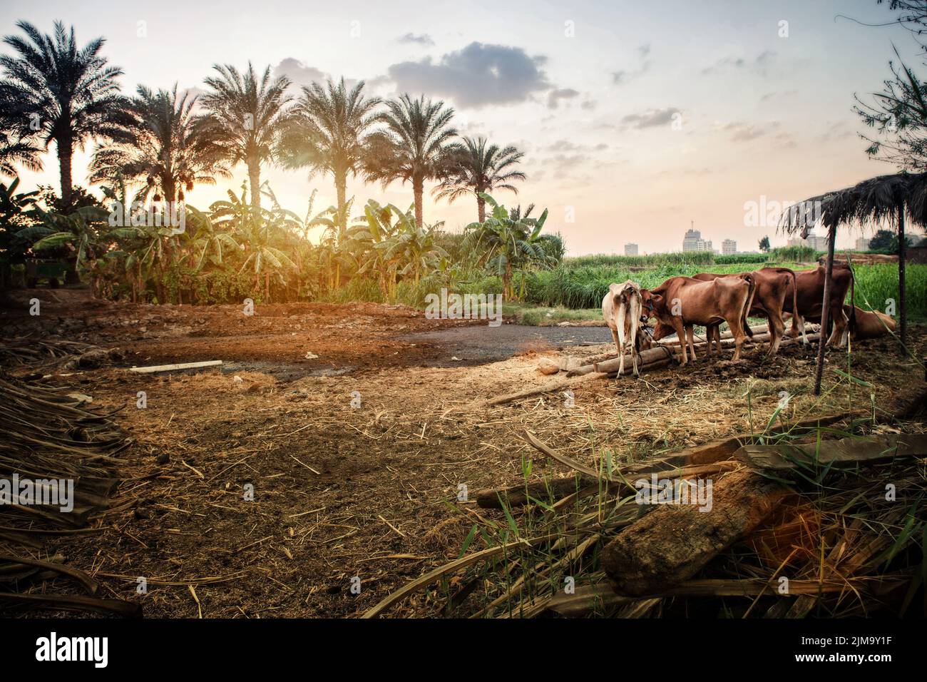 A countryside scenery in Cairo, Egypt Stock Photo - Alamy