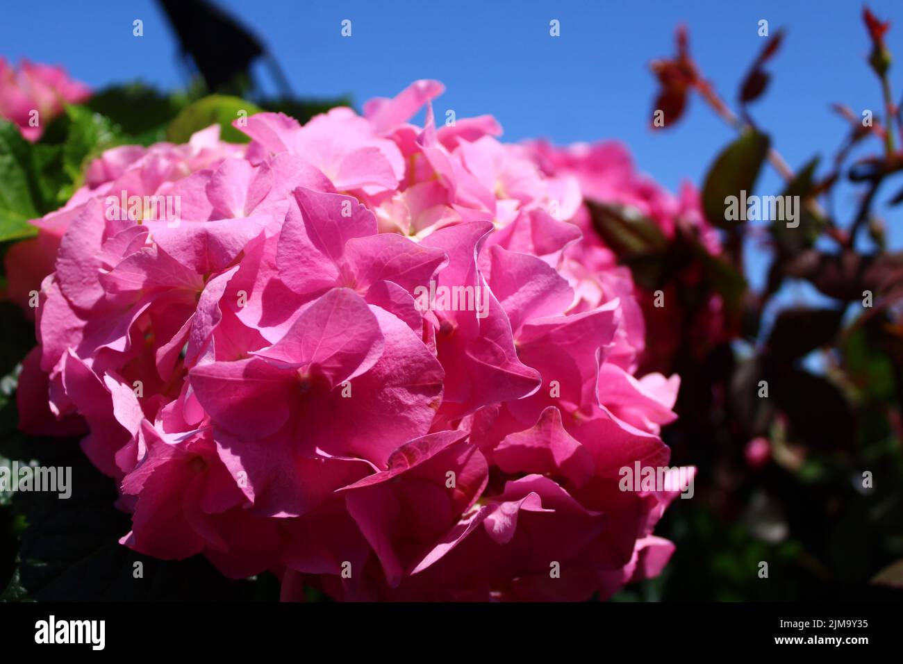 Pink hydrangia hi-res stock photography and images - Alamy