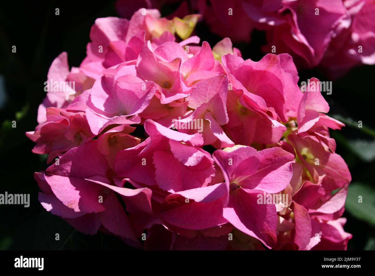 Pink hydrangia hi-res stock photography and images - Alamy