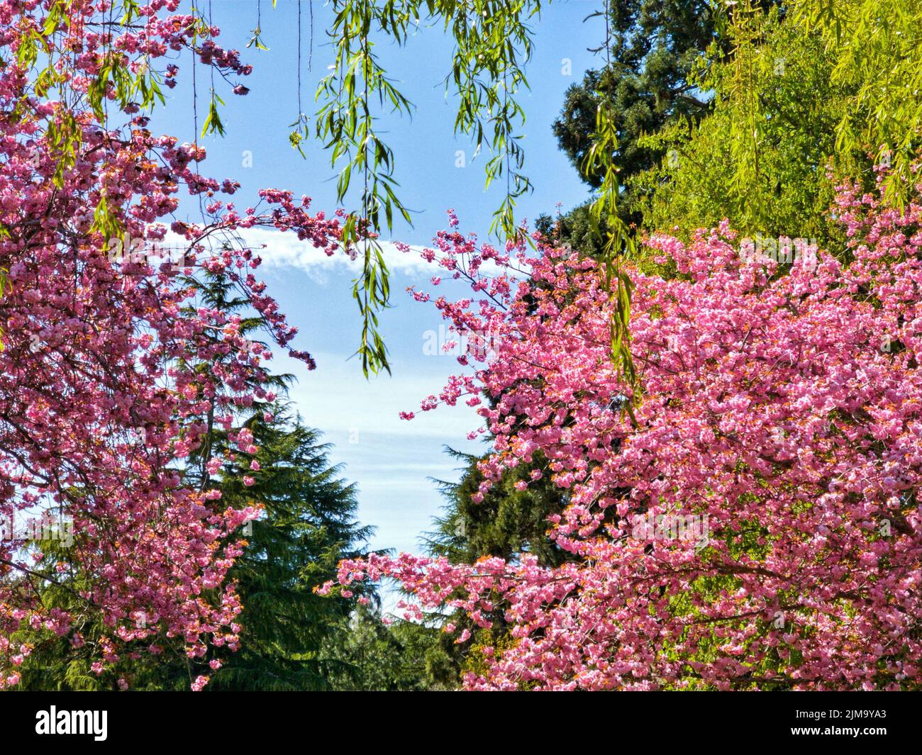 The pink flowering trees in the park on a summertime Stock Photo - Alamy