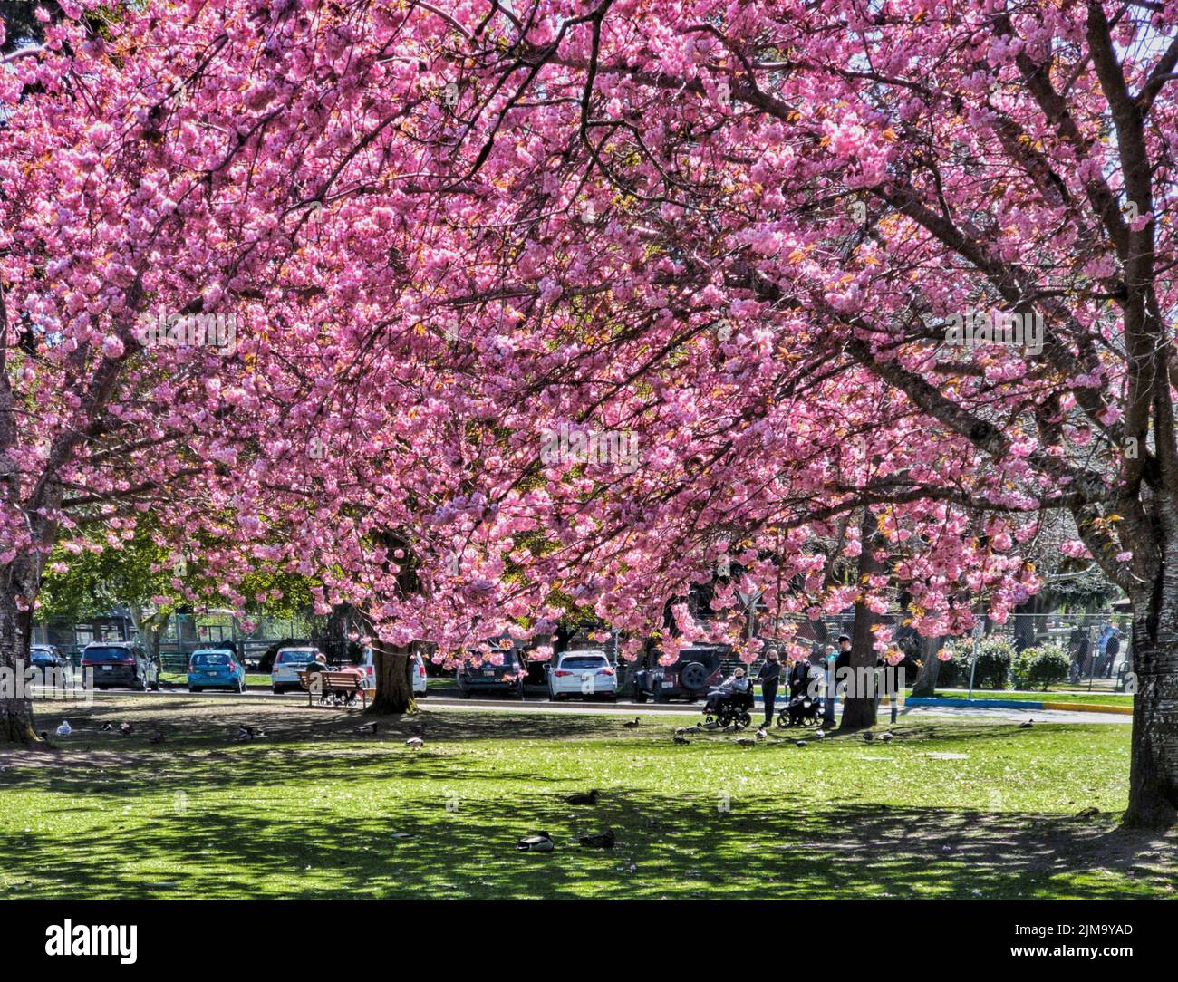 A park with pink blooming trees and the people Stock Photo - Alamy