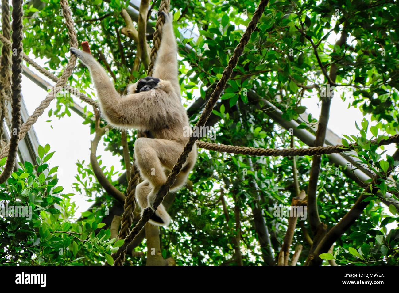 A wild beige monkey hanging from ropes in a jungle habitat Stock Photo ...