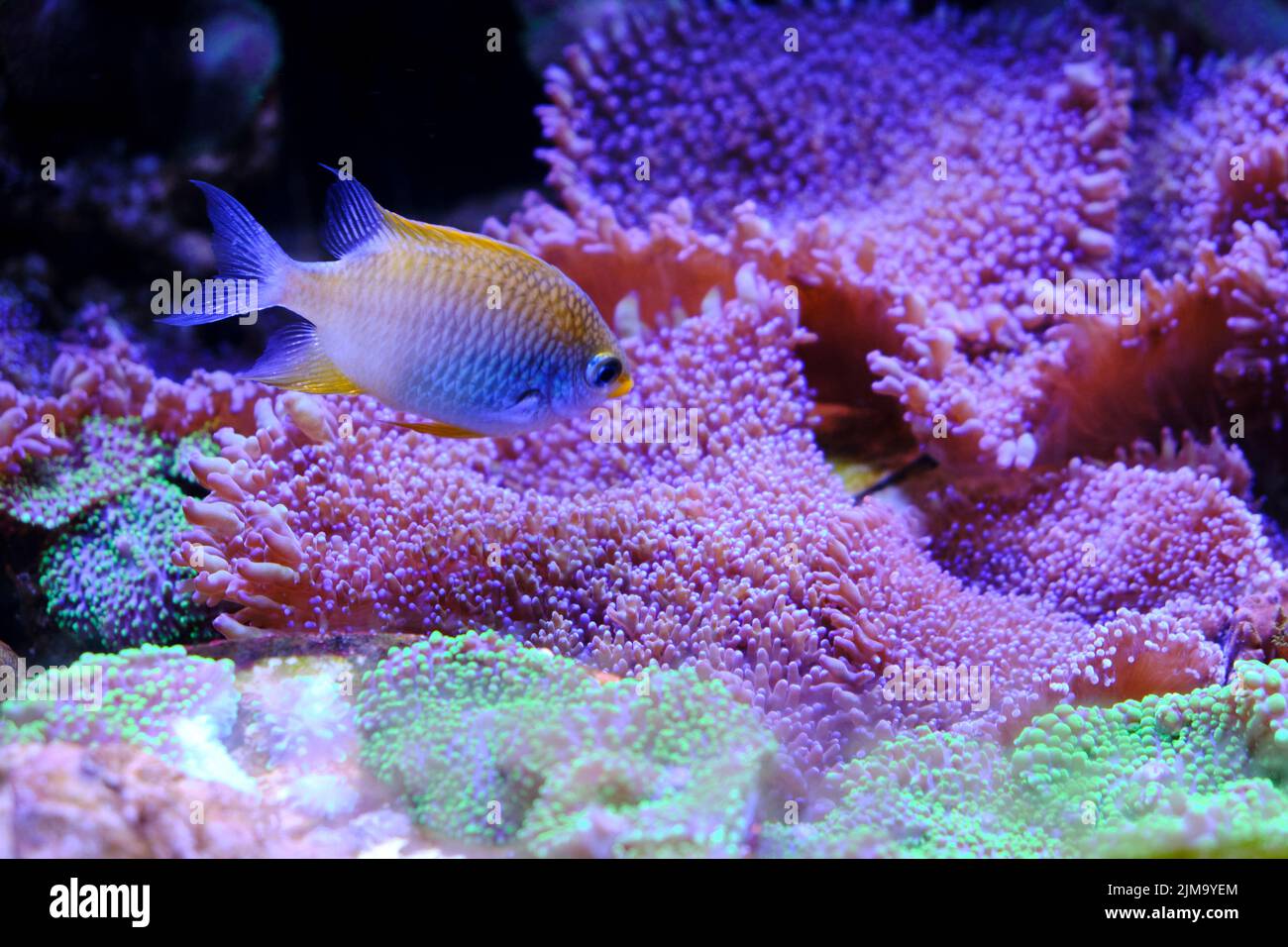 a closeup of Ternate damselfish on the background of hairy mushroom ...