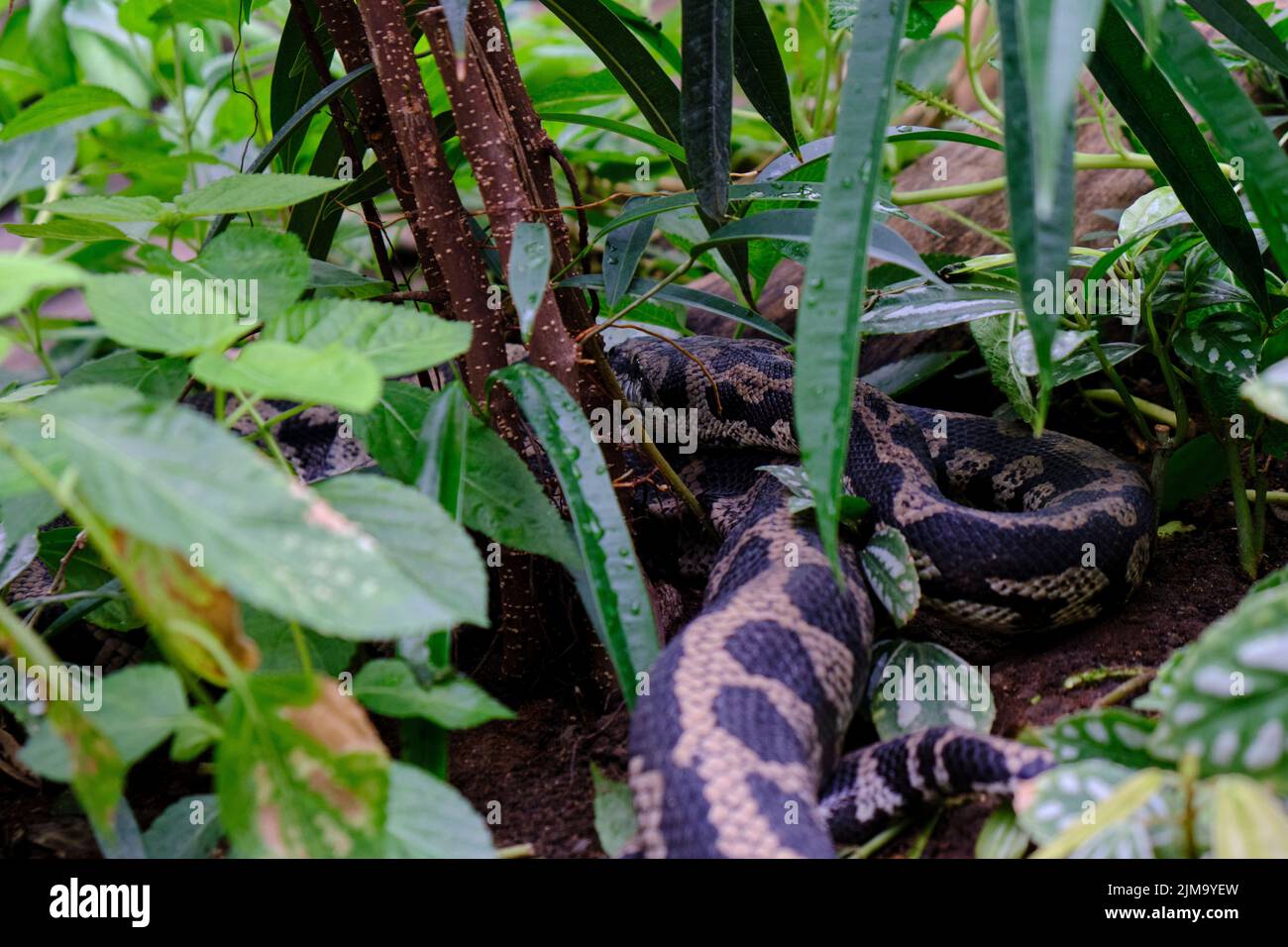 A closeup shot of an anaconda snake slithering away in between jungle ...