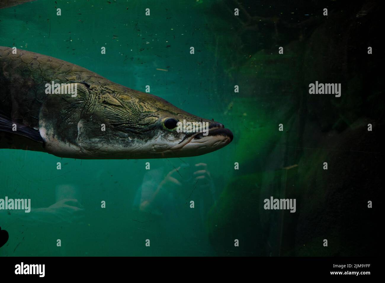 Arapaima scales hi-res stock photography and images - Alamy