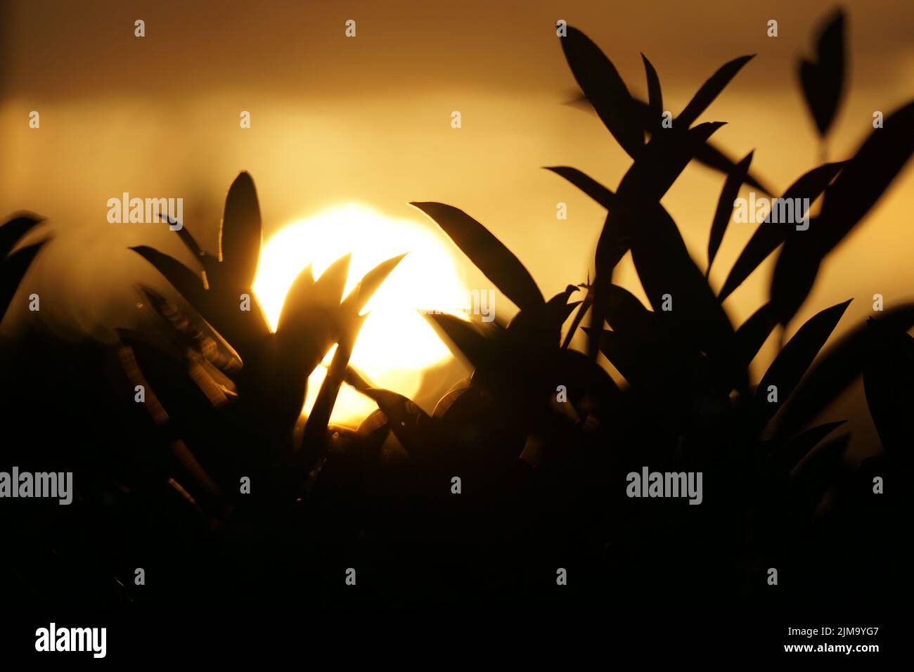 A selective focus shot of a grass against a beautiful sunset - perfect ...
