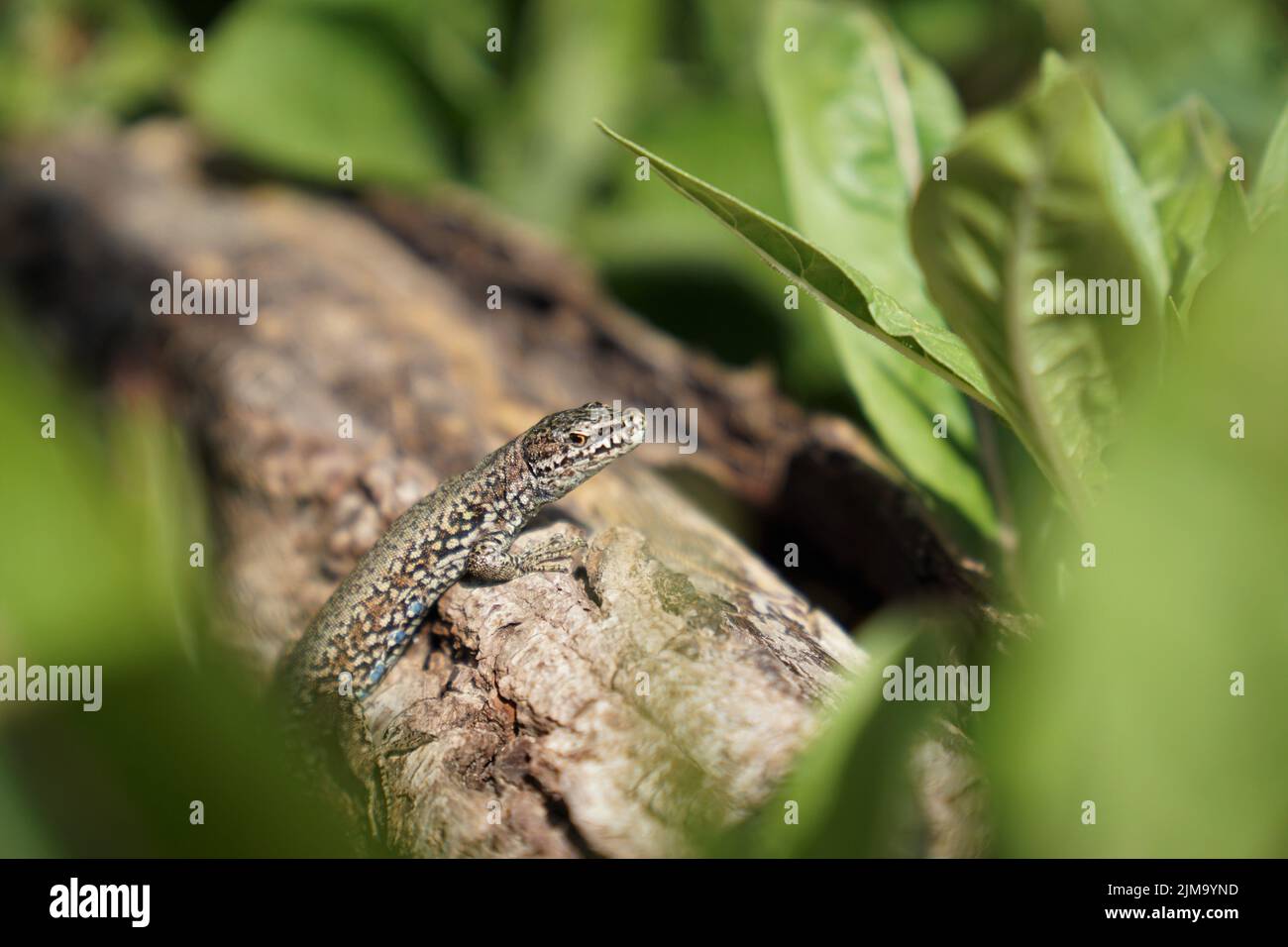 A common wall lizard basking in the sun on a fallen tree branch Stock ...