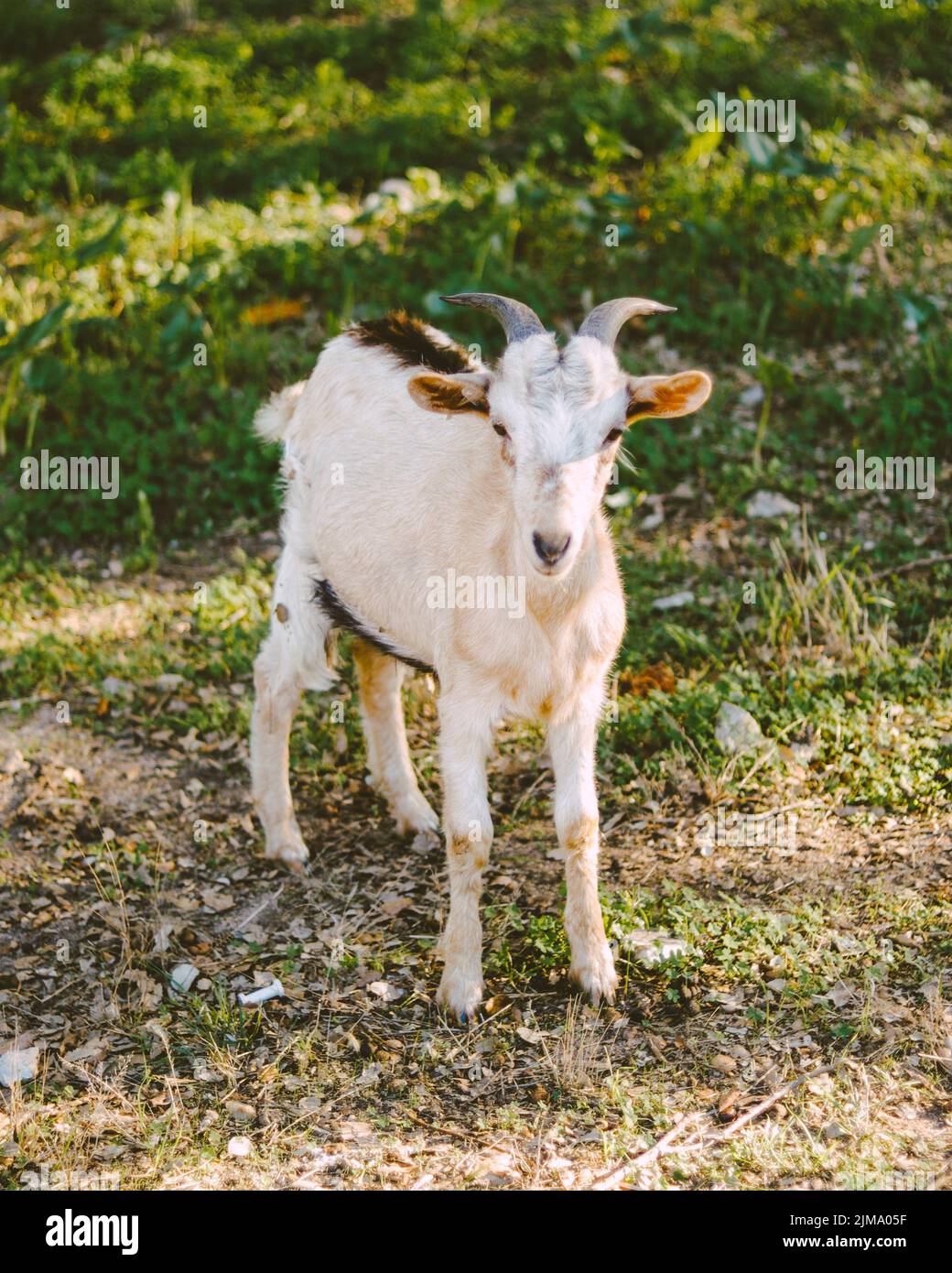 American pygmy goat hi-res stock photography and images - Alamy