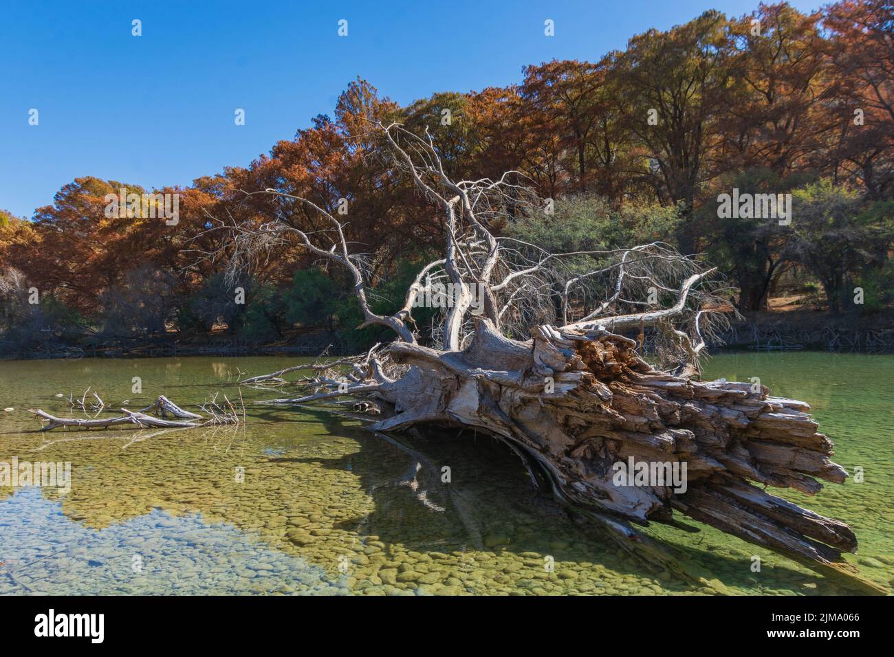 A dead tree in the water with autumn foliage in the background Stock ...